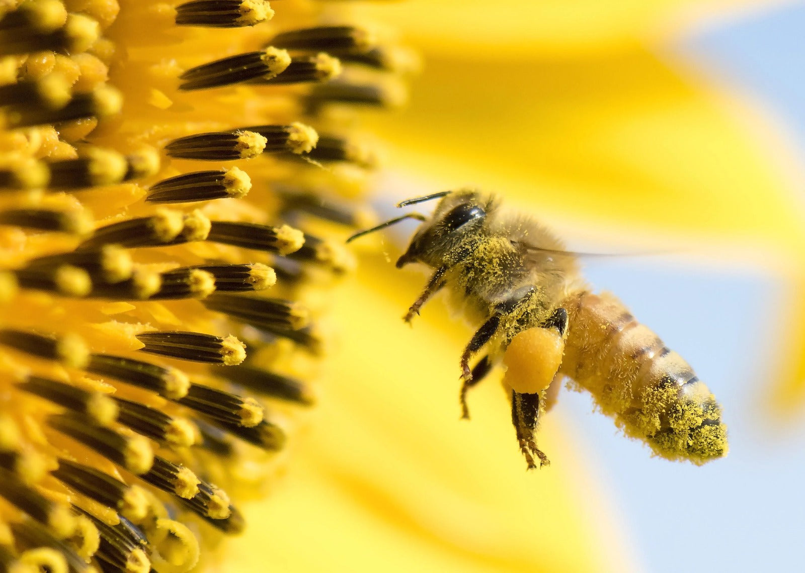 Bee the Change: How Tiny Creatures Can Inspire Big Impact – Honey & More